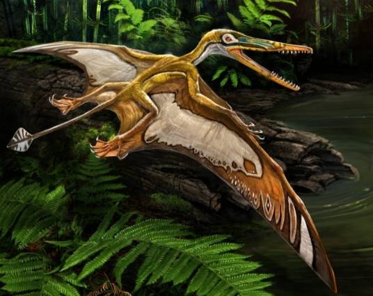 悟空翼龙科_百度百科