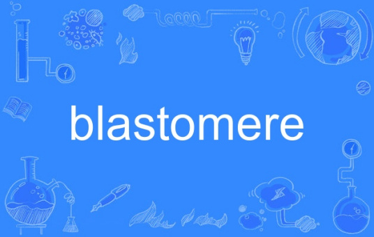 blastomere_百度百科