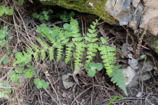 Dryopteris pallida_百度百科