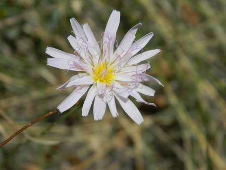 Pinaropappus roseus_百度百科