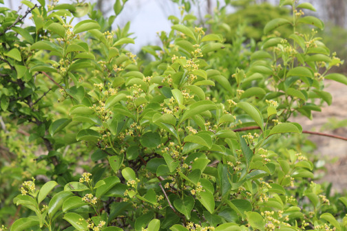 Decalepis hamiltonii_百度百科