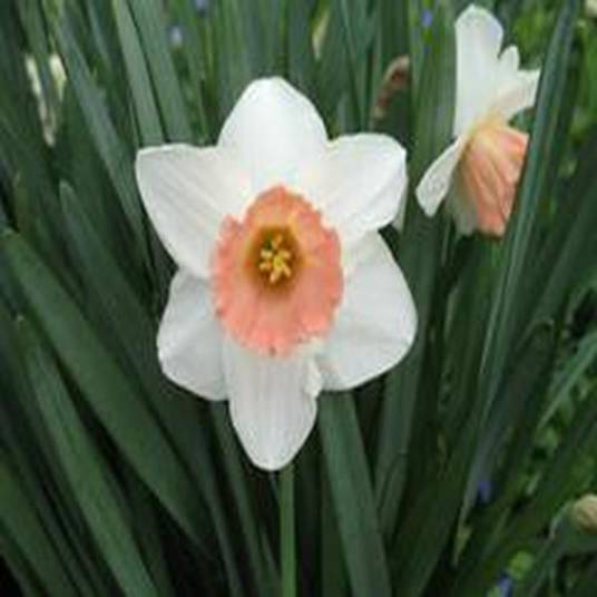 Narcissus 'Rosy Wonder'_百度百科
