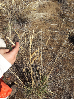 Agropyron fragile_百度百科