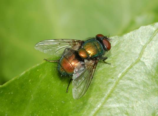 单尾金粉蝇_百度百科