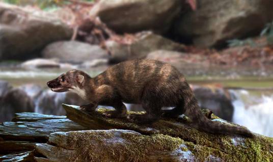 中国锥齿兽_百度百科