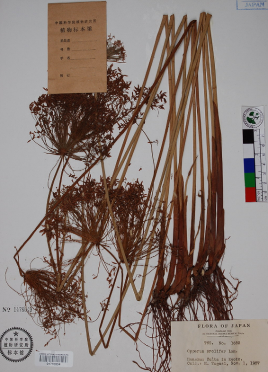 矮纸莎草_百度百科