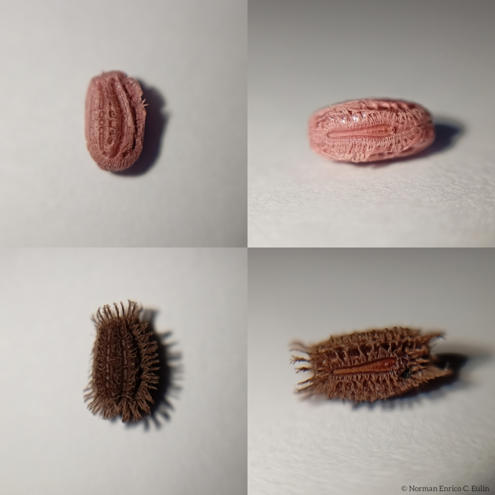 竹节虫（竹节虫目昆虫的通称）_百度百科