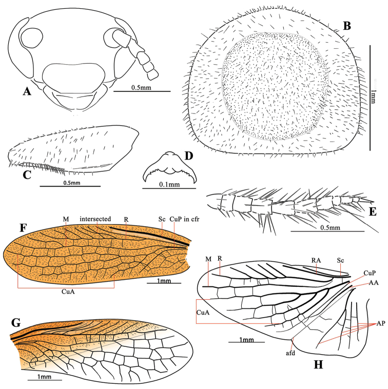 广东海关截获全球首次报道新物种，而且是病媒生物！意味着什么？_百科TA说