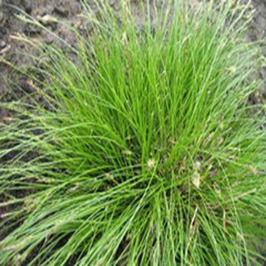 Carex albicans_百度百科