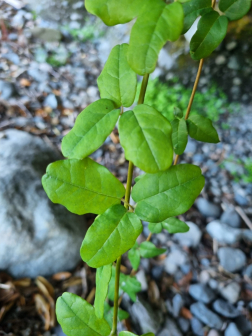 Boquila trifoliolata_百度百科