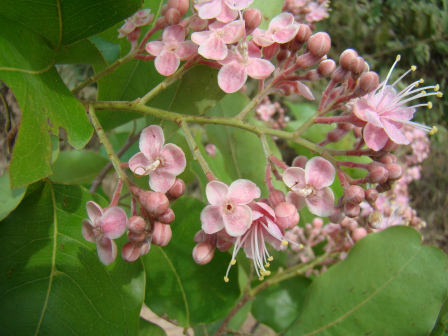 Peltogyne paniculata_百度百科