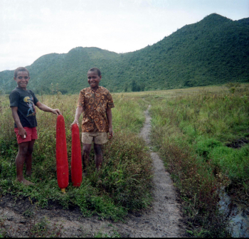 Pandanus conoideus_百度百科