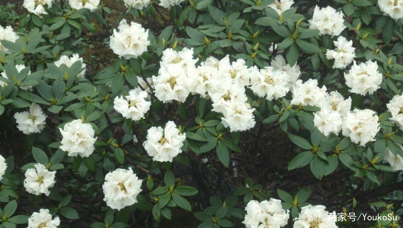 大理苍山迎来野生杜鹃花最佳观赏期！_百科TA说