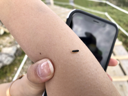 大贯锥头叶蝉_百度百科