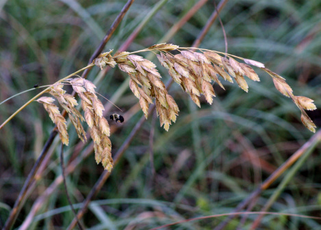 Uniola paniculata_百度百科