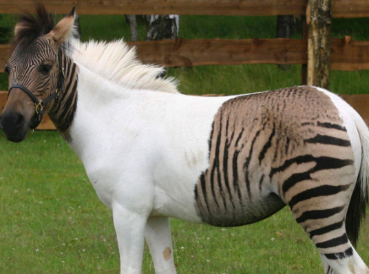 杂交斑马_百度百科