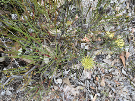 Petrophile filifolia_百度百科