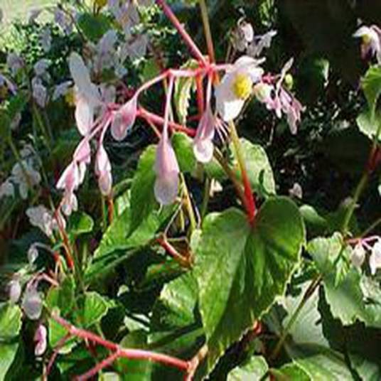 Begonia grandis subsp. evansiana 'Alba'_百度百科