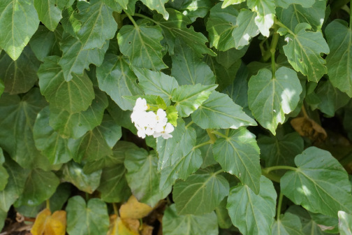 Cardamine cordifolia_百度百科