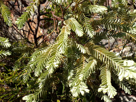 Olax phyllanthi_百度百科