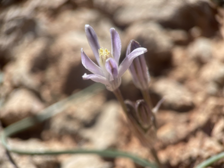 Androstephium breviflorum_百度百科