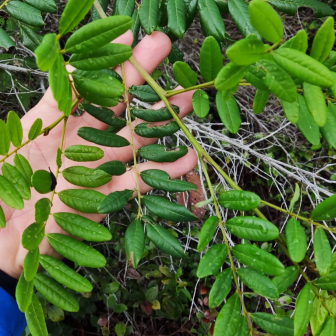 Bowdichia virgilioides_百度百科