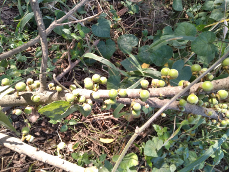 Ficus polita_百度百科