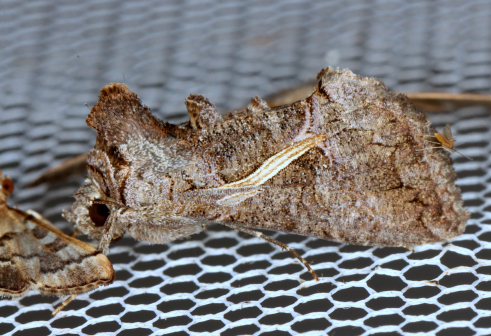 白条夜蛾_百度百科