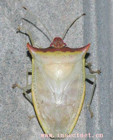 尖角普蝽_百度百科