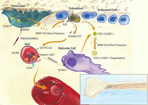 CD45_百度百科