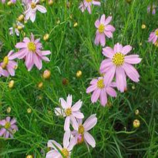 Coreopsis rosea_百度百科