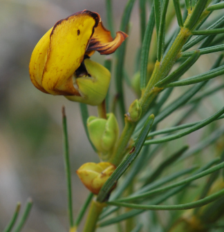 Cyclopia maculata_百度百科