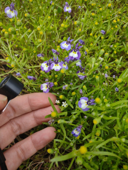 Legenere valdiviana_百度百科