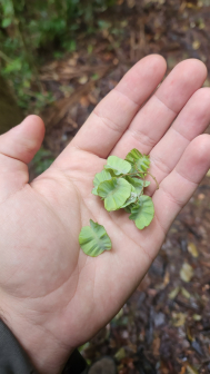Terminalia acuminata_百度百科
