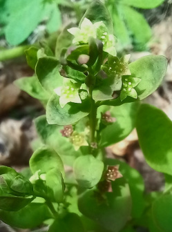 Geocaulon lividum_百度百科