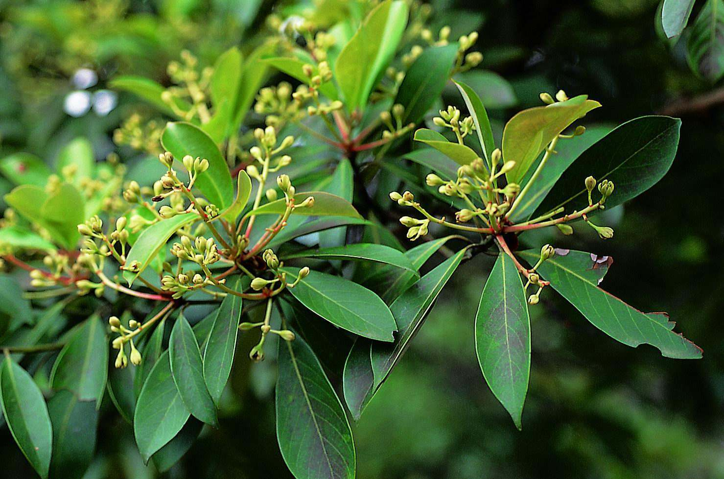 润楠：这种树木很润_百科TA说