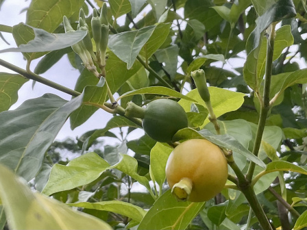 Randia audasii_百度百科