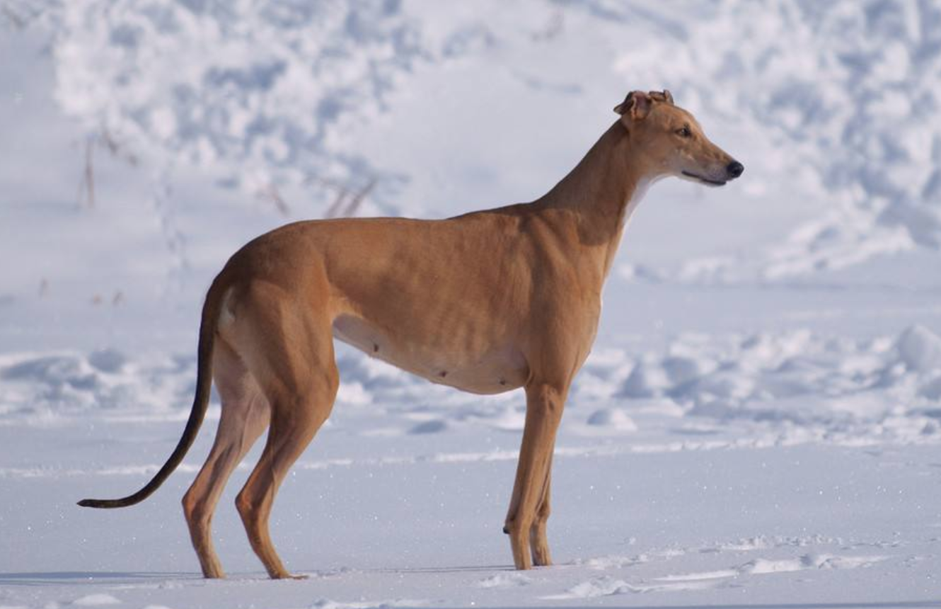 不同产地的灵缇怎么区分？_百科TA说