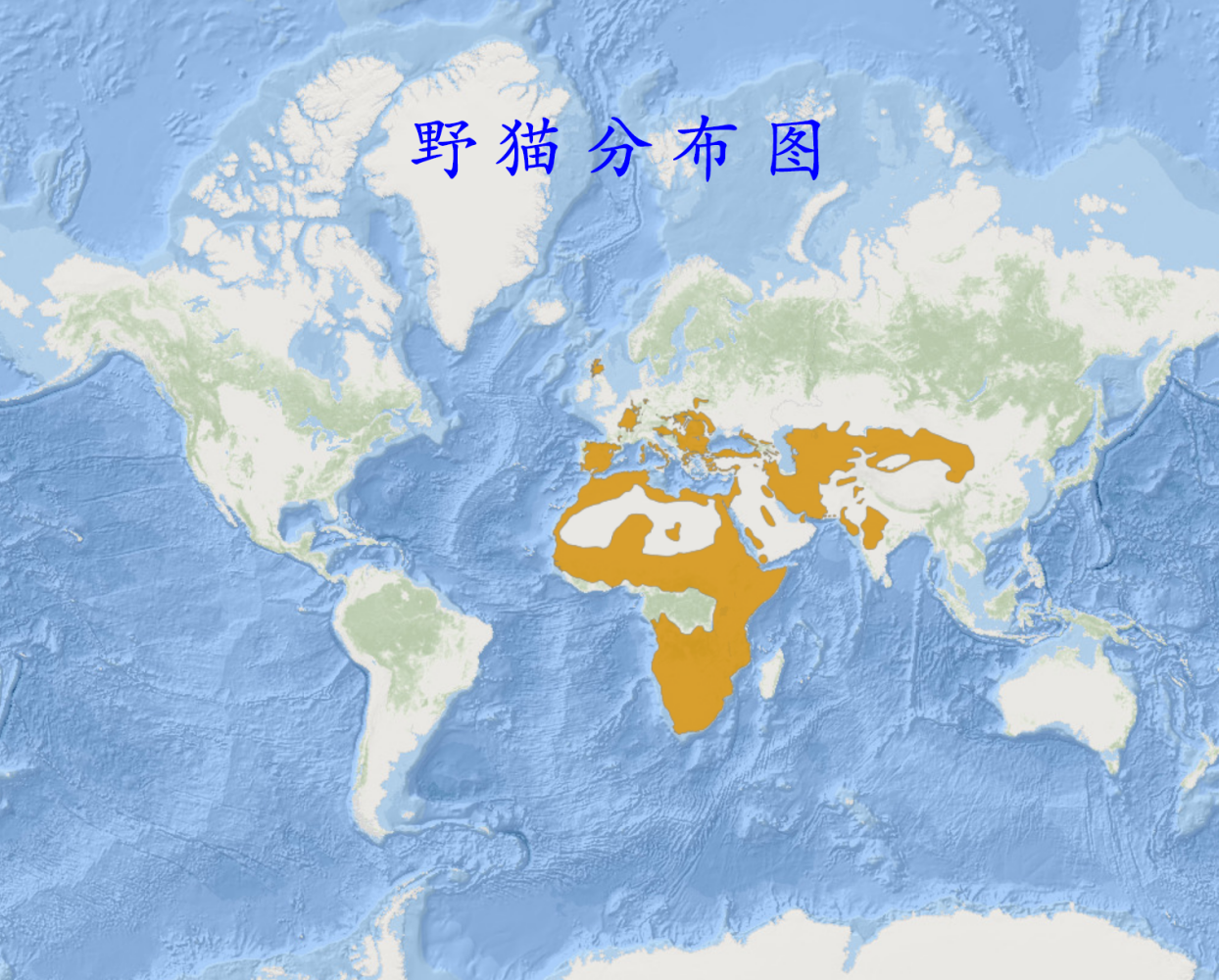 野猫（猫科猫属下的一种动物）_百度百科