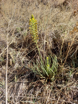 Bulbine abyssinica_百度百科