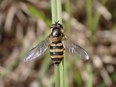 宽带优蚜蝇_百度百科