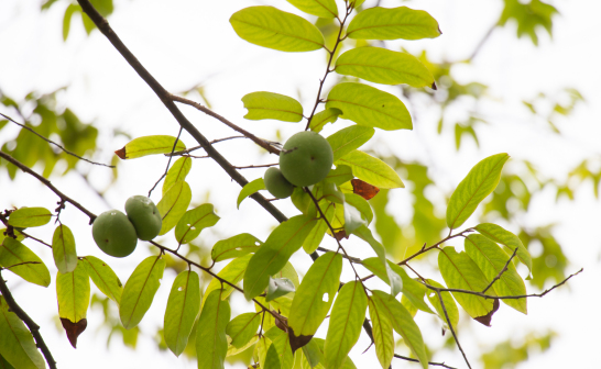 Diospyros decandra_百度百科