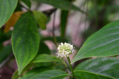 Cornus disciflora_百度百科