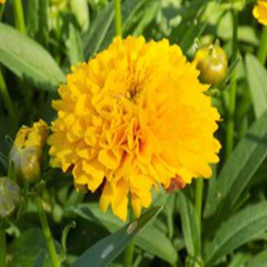 Coreopsis SOLANNA GOLDEN SPHERE_百度百科