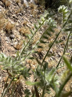 Cryptantha barbigera_百度百科