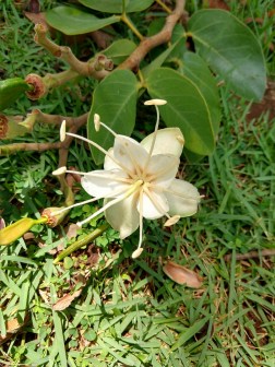 Hymenaea stigonocarpa_百度百科