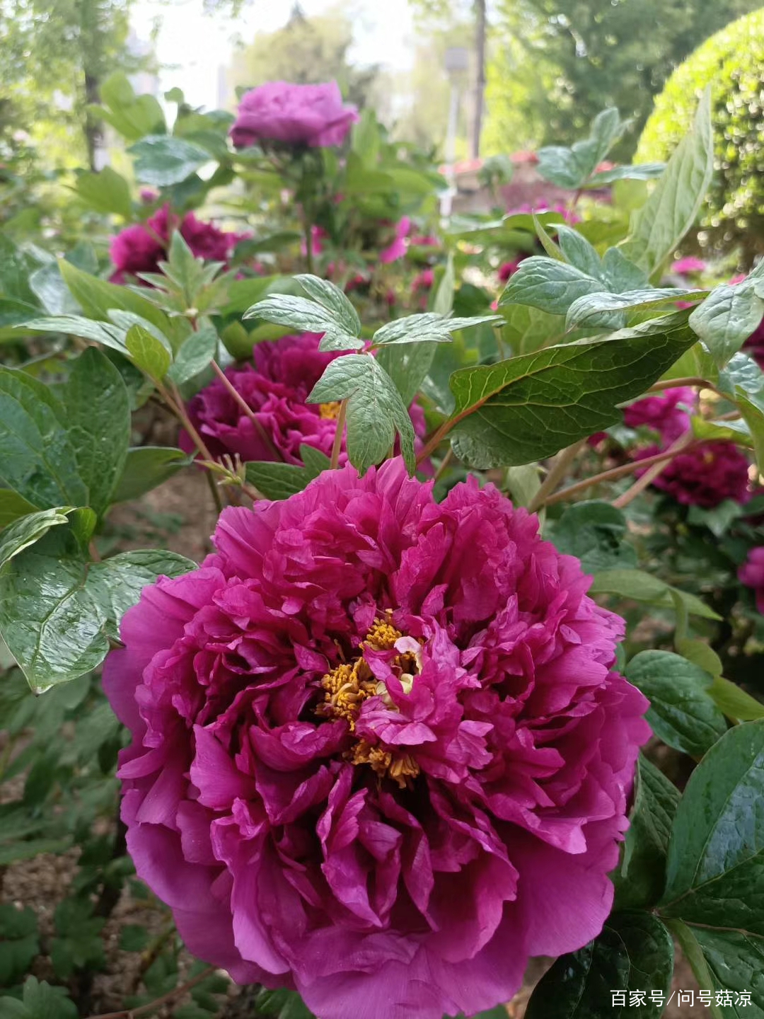 学名为Paeonia suffruticosa Andr的一种常见花_百科TA说