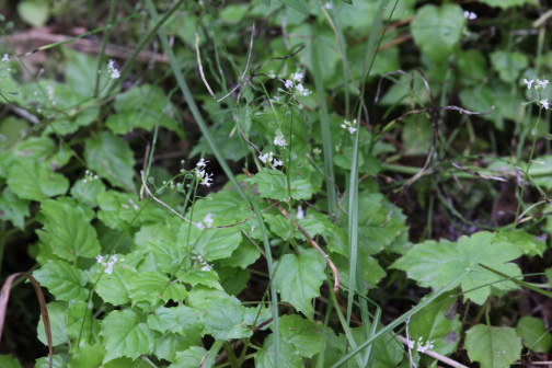 Circaea alpina_百度百科