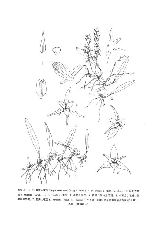 圆瓣大苞兰_百度百科