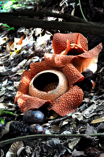 莱佛士花_百度百科